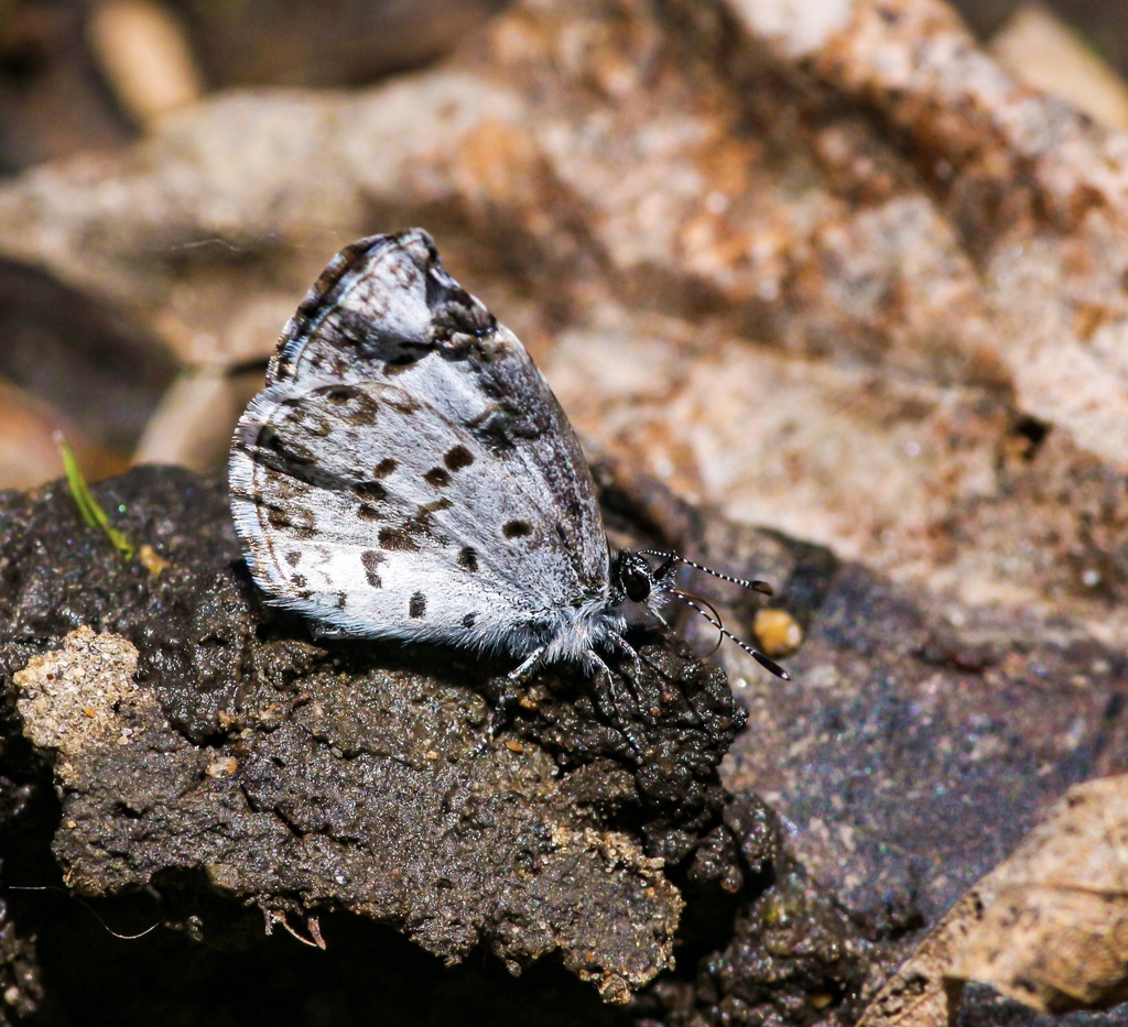 Holarctic Azures from Dayton, MN, US on May 24, 2023 at 02:07 PM by ...