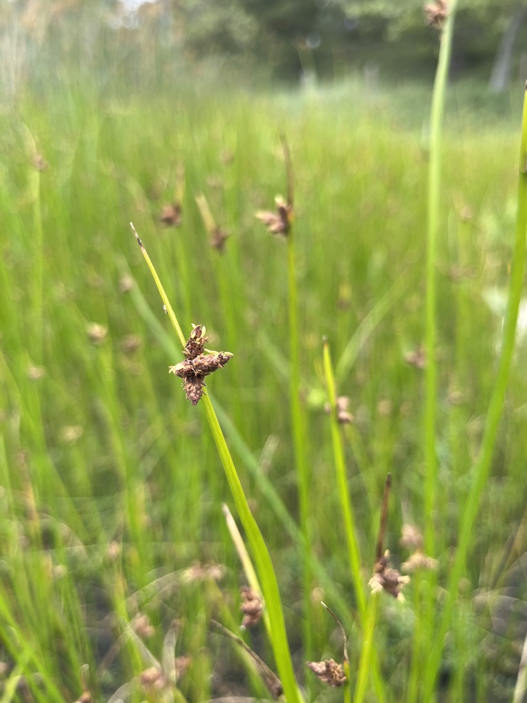 American three-square bulrush from Tesoro, Irvine, CA, US on May 24 ...