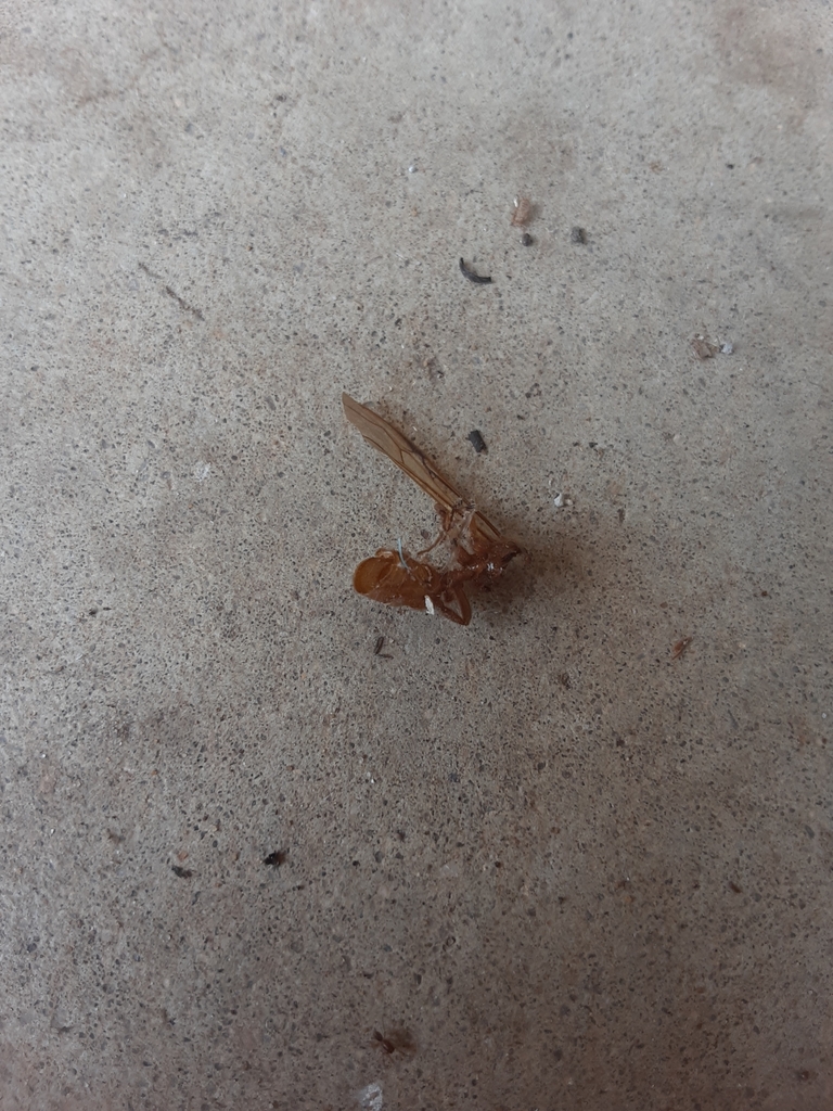 Labidus coecus from Lantana, TX 76226, USA on May 24, 2023 at 04:55 PM ...