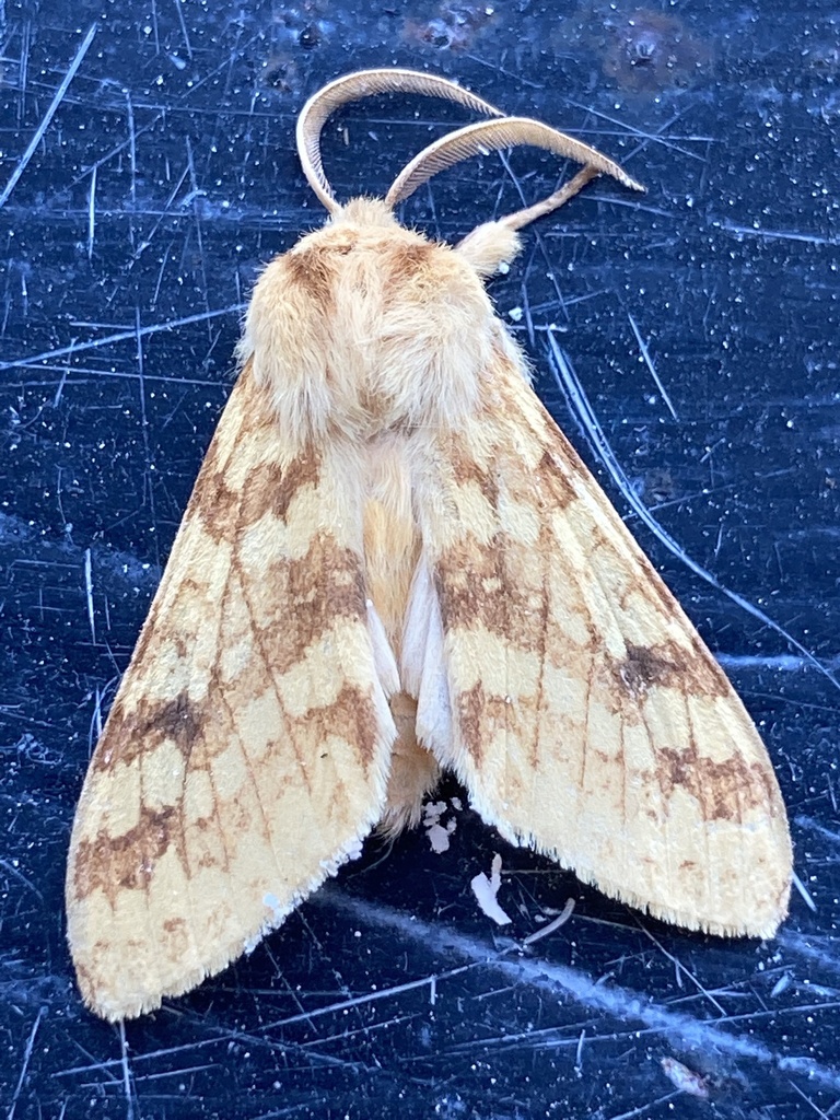 Spotted Tussock Moth from Presidio, San Francisco, CA, US on September ...