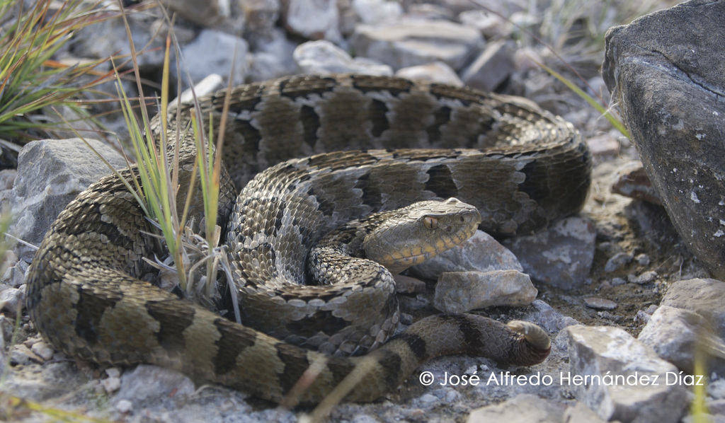 Mexican Pygmy Rattlesnake from Puebla, Pue., México on October 18, 2013 ...