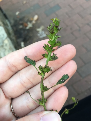 Observations by emmarb · iNaturalist