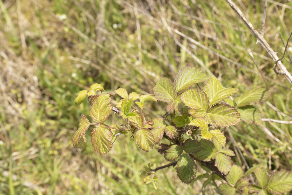 brambles from Cape Meares, OR 97141, USA on May 09, 2023 at 03:01 PM by ...