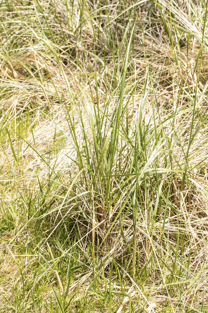 American marram grass from Cape Meares, OR 97141, USA on May 09, 2023 ...