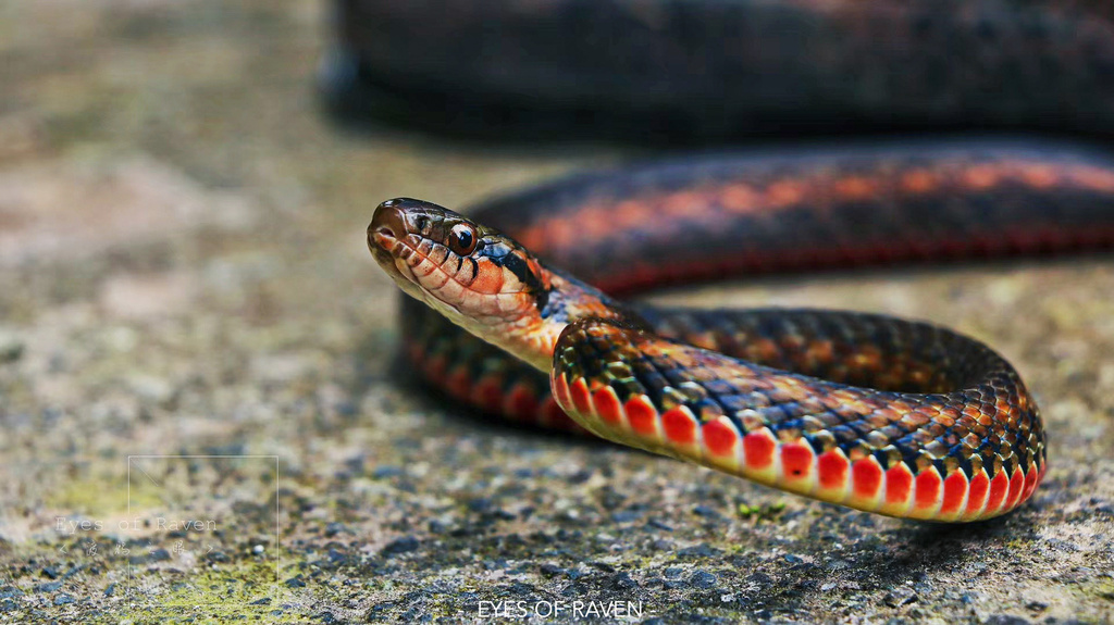 Wa Shan Keelback in July 2018 by Raven Xue · iNaturalist