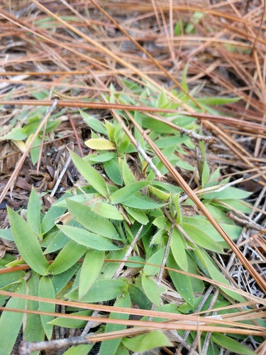 Rough-hair Witchgrass (Subspecies Dichanthelium strigosum strigosum ...