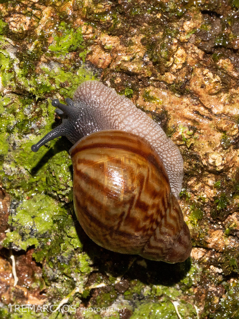 Giant Tiger Land Snail from Parc National de Tai, Tai Sector on August ...