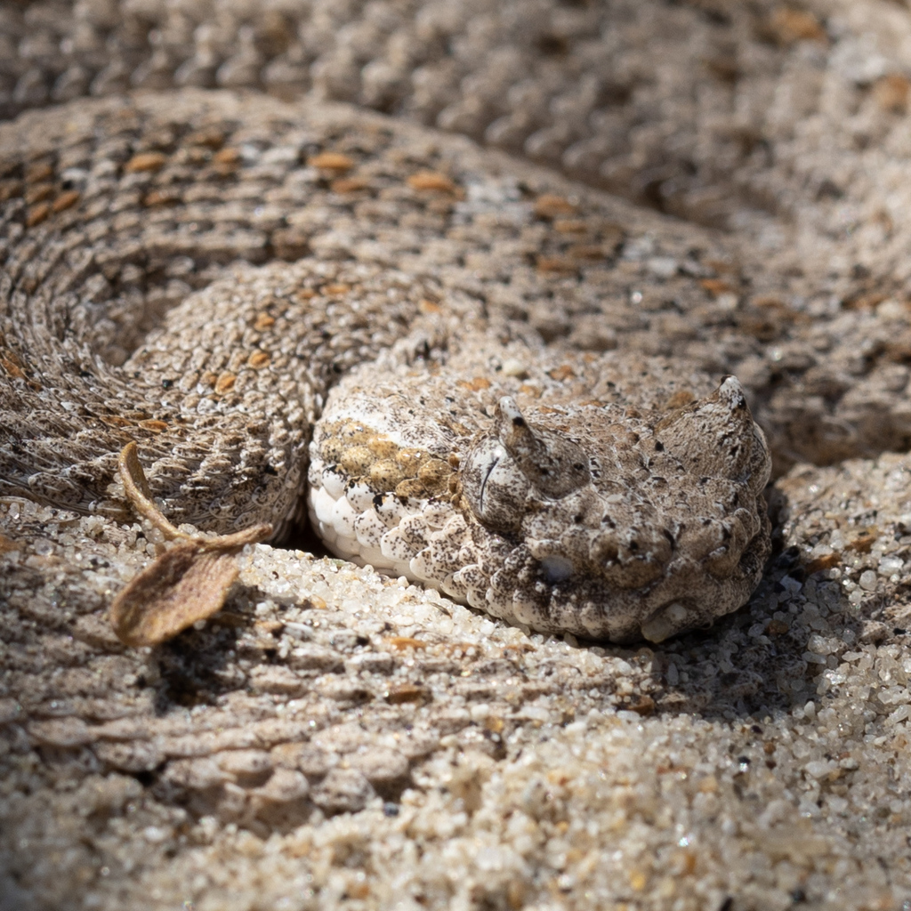 Sidewinder from San Diego County, CA, USA on April 1, 2023 at 11:32 AM ...