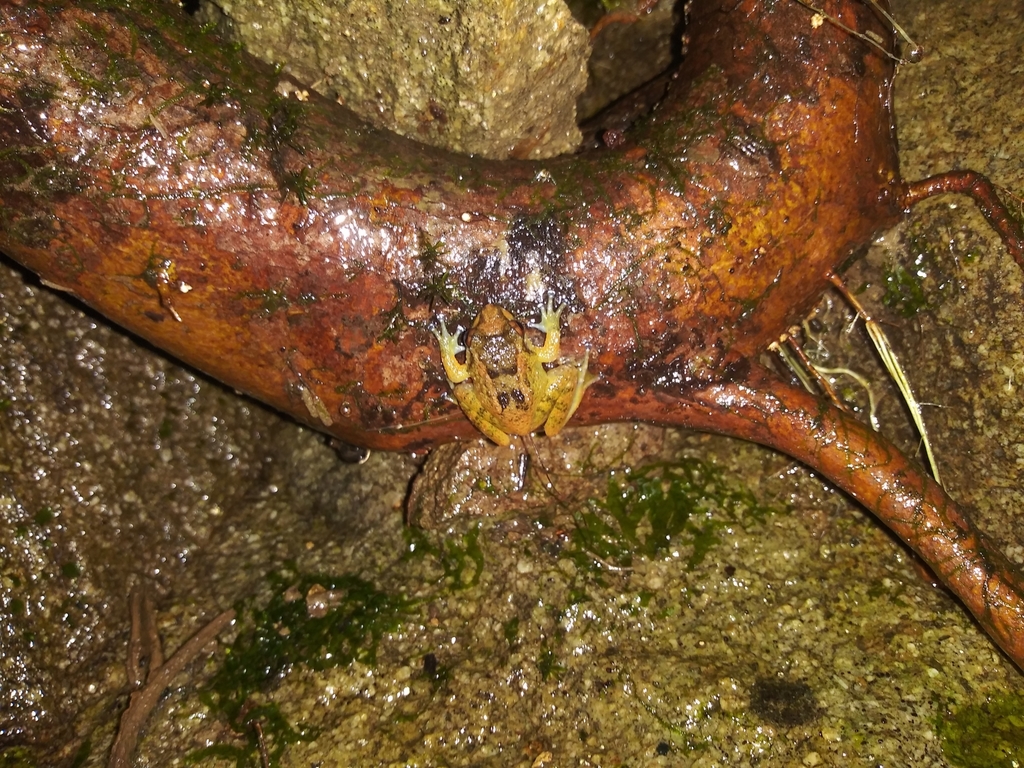 Alcalus from Petra Jaya, Kuching, Sarawak, Malaysia on November 19 ...