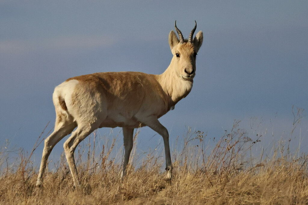 Mongolian Gazelle (Procapra gutturosa) - Know Your Mammals