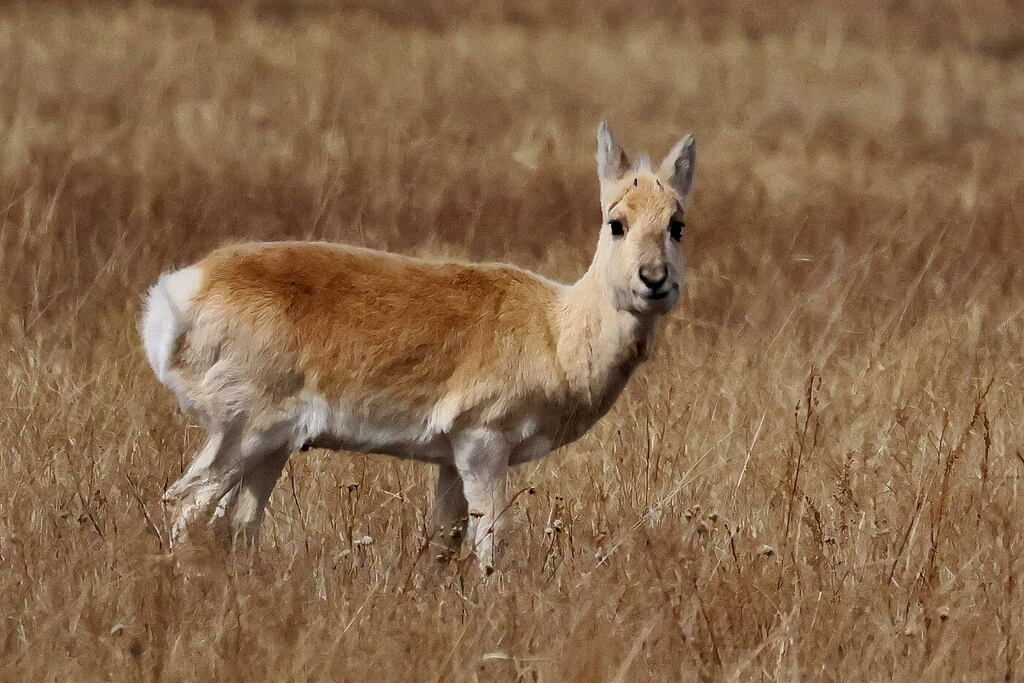 Mongolian Gazelle (Procapra gutturosa) - Know Your Mammals
