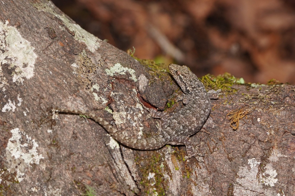 Asian House Gecko from 玉山國家公園, 阿里山鄉, TW on May 25, 2023 at 02:36 PM by ...
