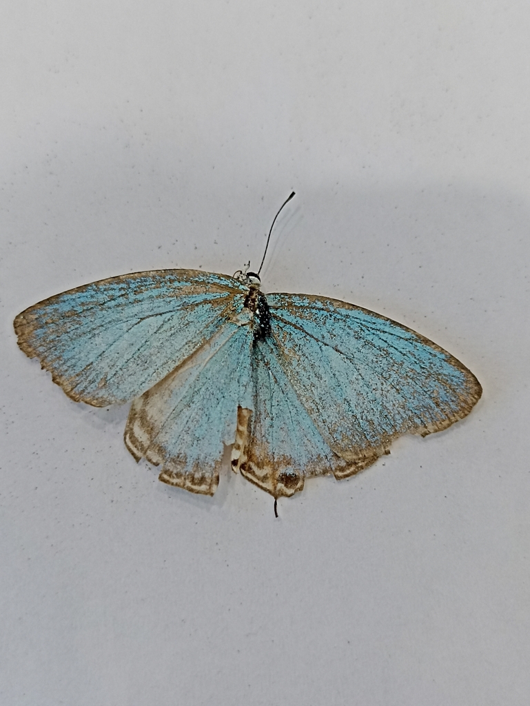 Metallic Cerulean from Gunung Ungaran Via Mawar on May 25, 2023 at 12: ...