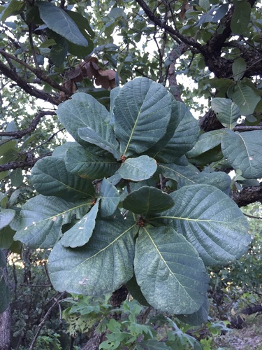 Encino blanco (Quercus subspathulata)