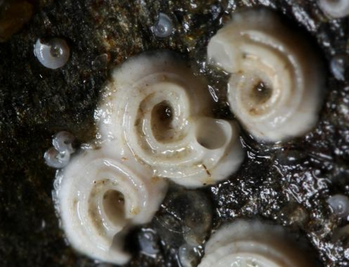 Spirorbis (Sessile Organisms Plate data) · BioDiversity4All