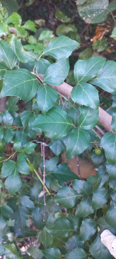 grape ivy from Redland Bay on May 23, 2023 at 01:21 PM by Martin Jones ...
