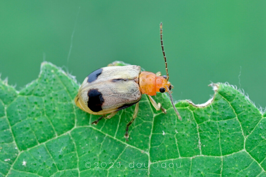 Paridea angulicollis from 中国江苏省镇江市句容市宝华山 on May 20, 2023 at 10:16 AM by ...