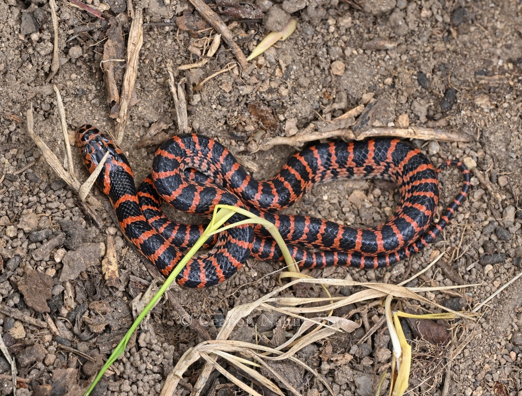 Red-banded Snake from 牟平区, 烟台市, 山东省, CN on May 25, 2023 at 12:46 PM by ...