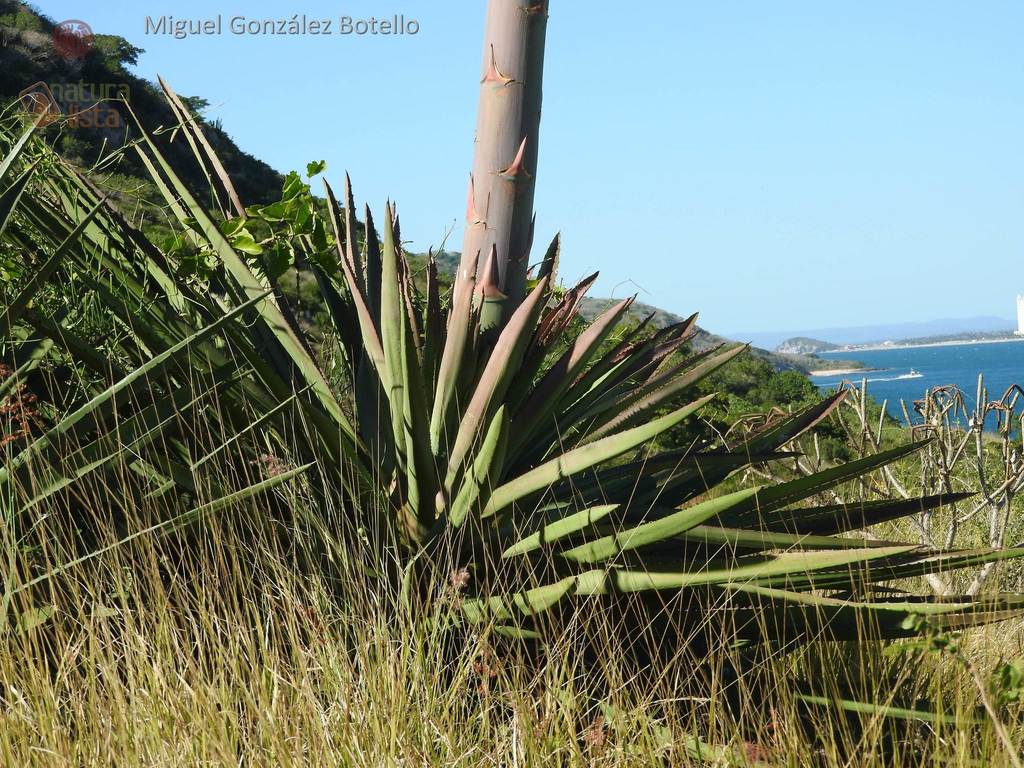 Agave rhodacantha from Isla Venados, Mazatlán, Sinaloa on December 29 ...