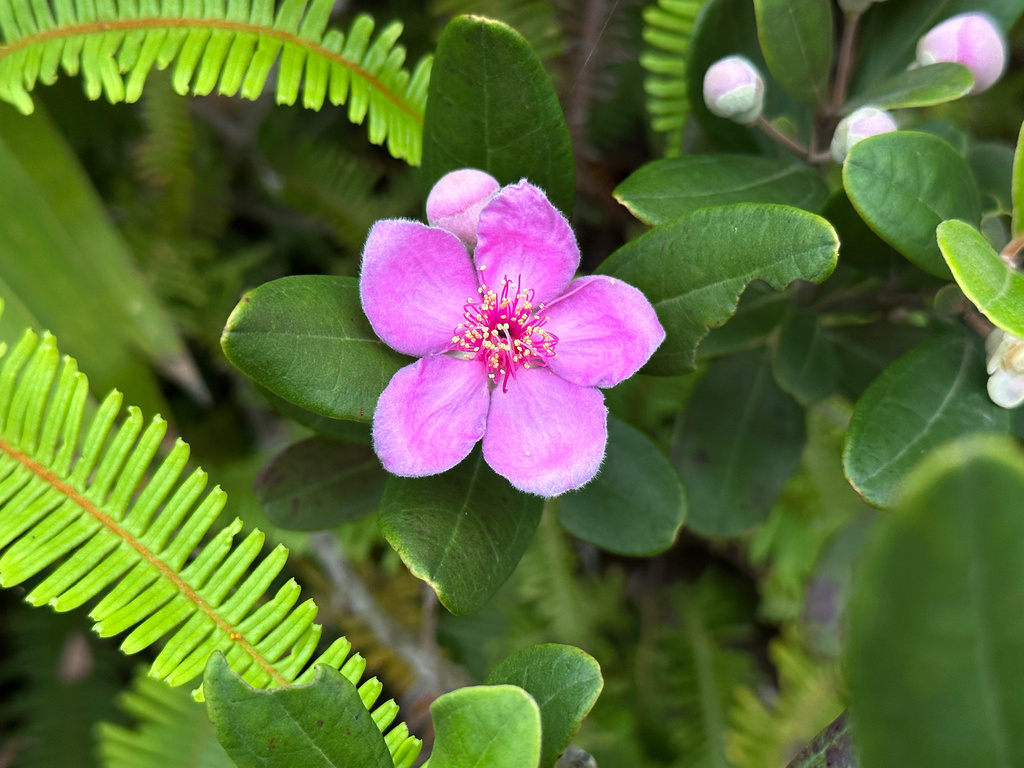 Rose Myrtle from Ma On Shan, New Territories, HK on May 25, 2023 at 06: ...