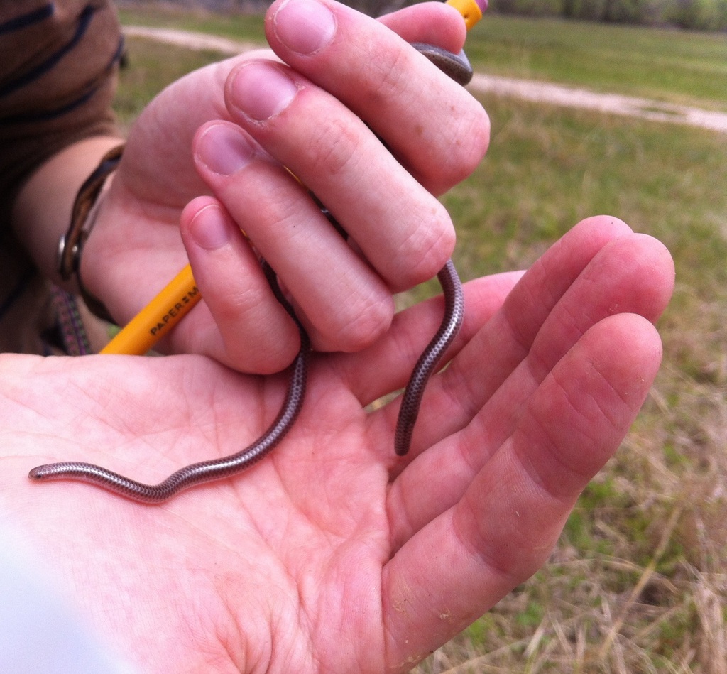 Blind Snake