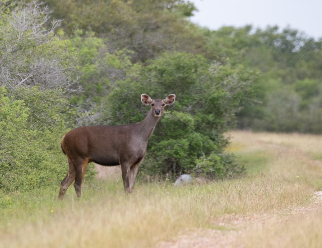 Sambar from Calhoun County, TX, USA on May 20, 2023 at 09:20 AM by C ...