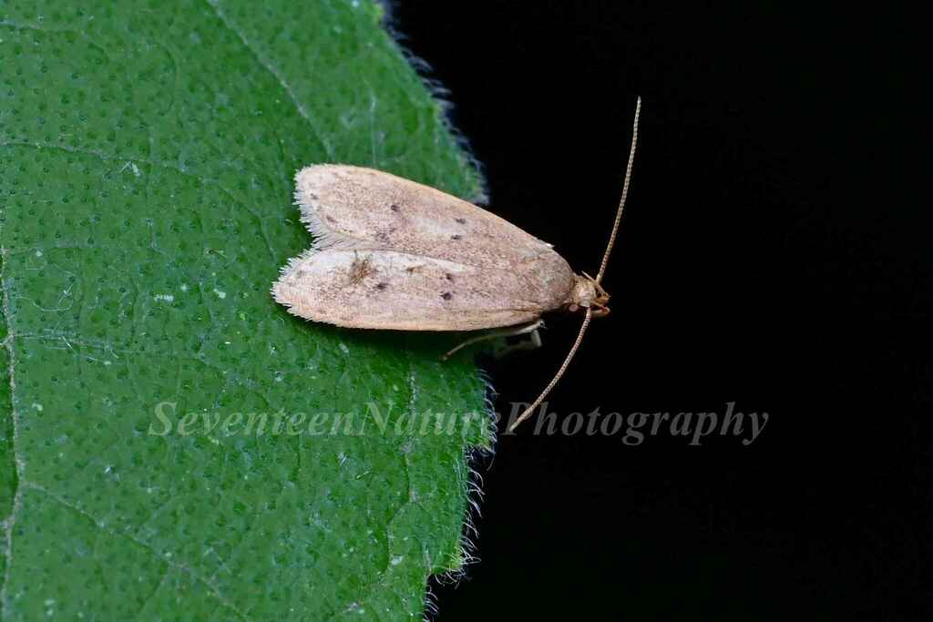 Curved-horn Moths from 中国南京市玄武区 on May 24, 2023 at 10:16 PM by 石柒 ...