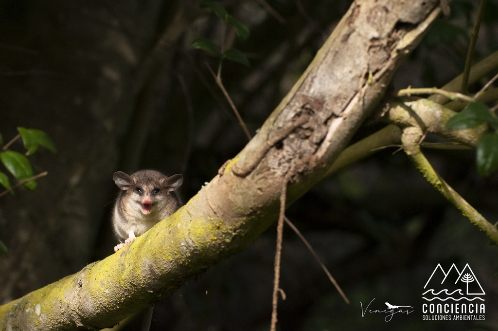 Elegant Fat-tailed Mouse Opossum from Valparaiso, Valparaíso, Chile on ...