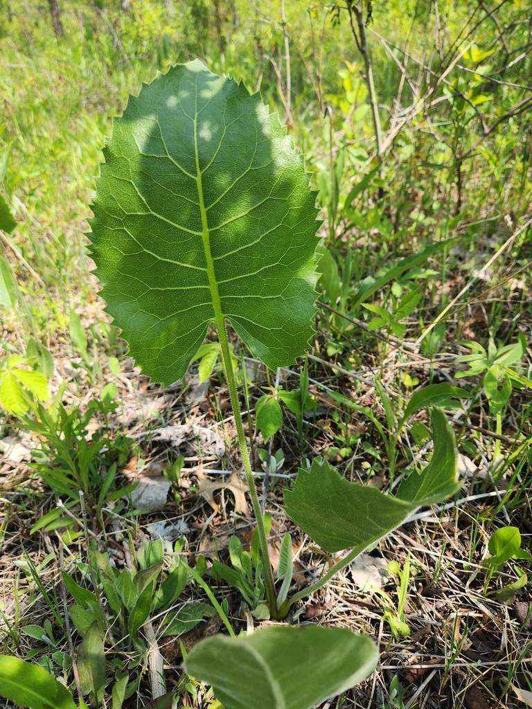 prairie dock from Amherstburg, ON N9V 3R3, Canada on May 24, 2023 at 02 ...