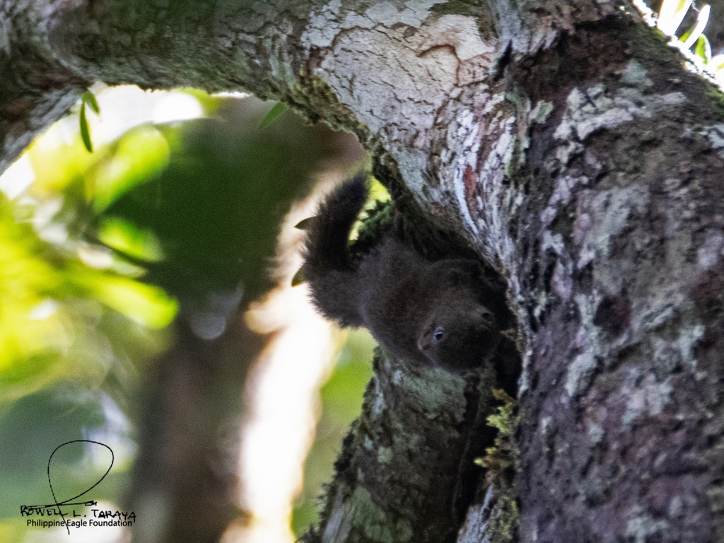 Philippine Pygmy Squirrel from Kinarum on March 9, 2023 by Rowell ...