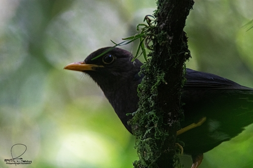 Subspecies Turdus poliocephalus thomassoni · iNaturalist