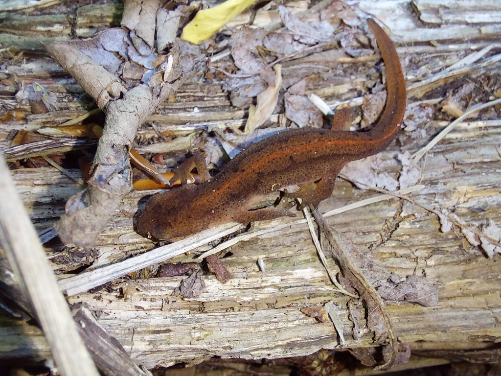 Smooth Newt from 26129 Oldenburg, Deutschland on May 25, 2023 at 03:46 ...