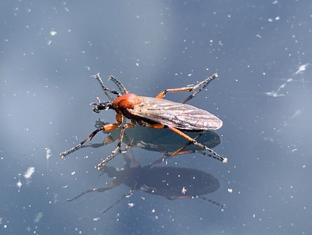 Bibio articulatus from Peninsula Dr, Erie, PA, US on May 25, 2023 at 01 ...