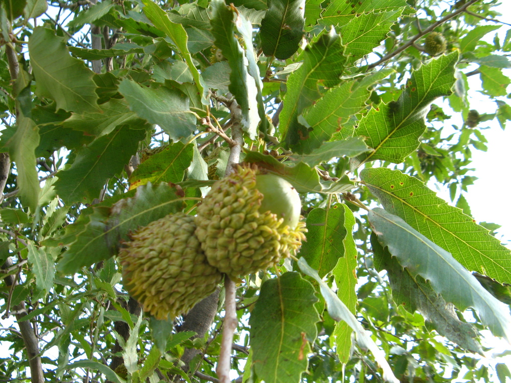 Lebanon oak from Kurdistan Province, Iran on September 22, 2009 at 05: ...