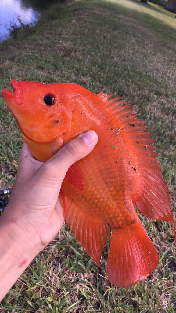 Midas Cichlid from 8407 SW 137th Ave, Miami, FL, US on November 11 ...