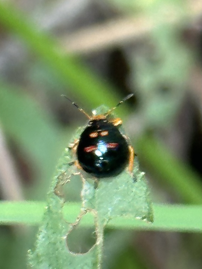 Anchor Stink Bug from Bowery Dr, Winter Garden, FL, US on May 25, 2023 ...