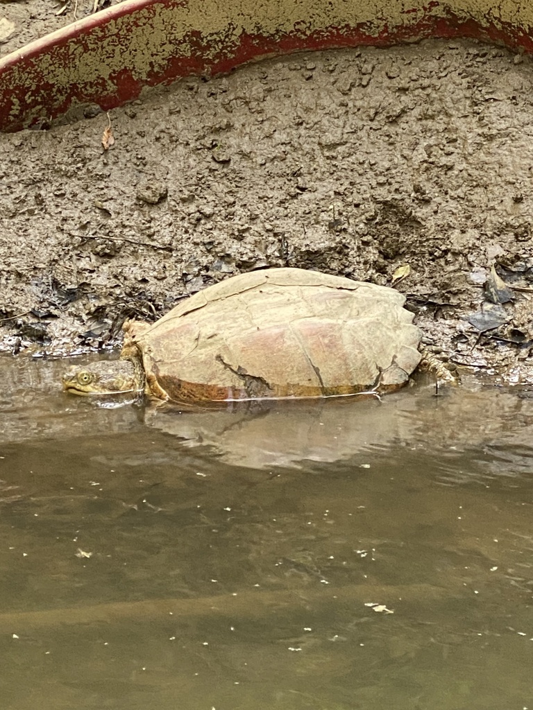 Common Snapping Turtle from Steele Ford Rd, Paris, KY, US on May 25 ...