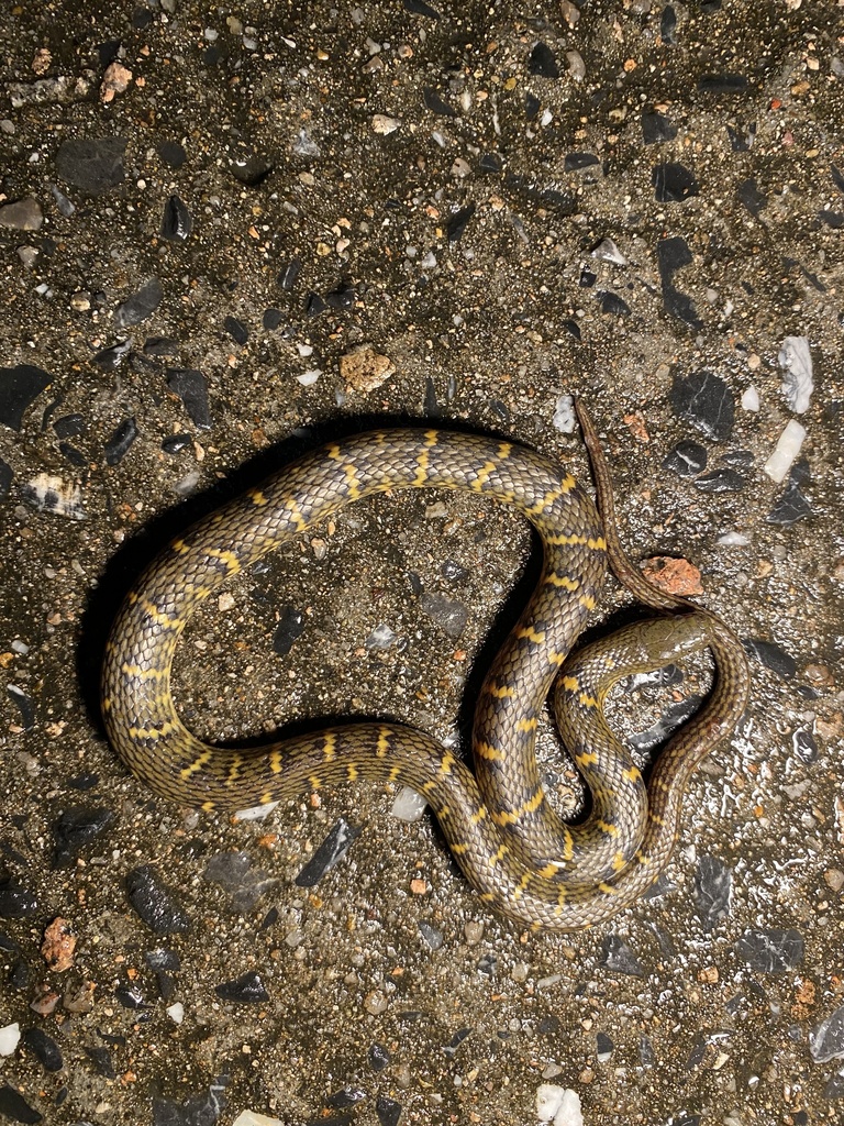 Opisthotropis cheni in May 2023 by Tom Lee · iNaturalist