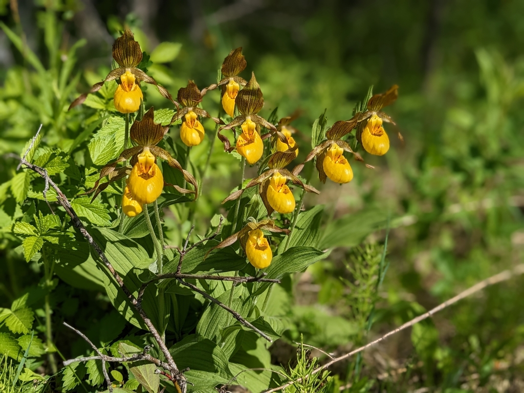 yellow lady's slipper in May 2023 by Helene R · iNaturalist
