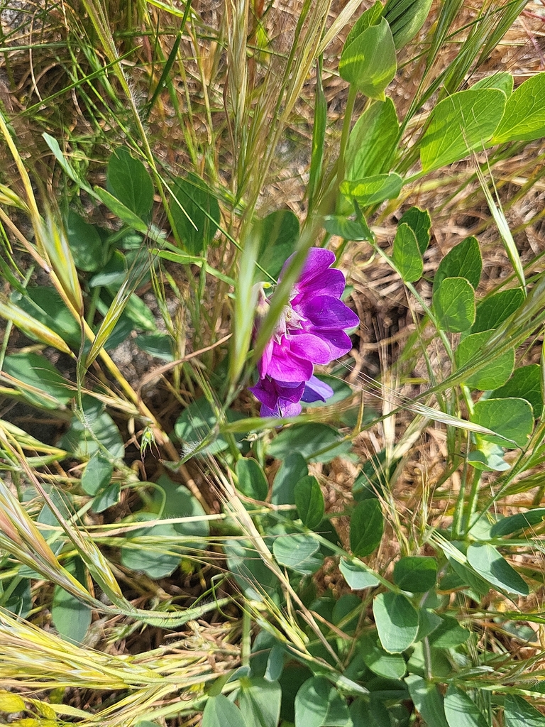 seaside pea from Island County, US-WA, US on May 24, 2023 at 11:22 AM ...