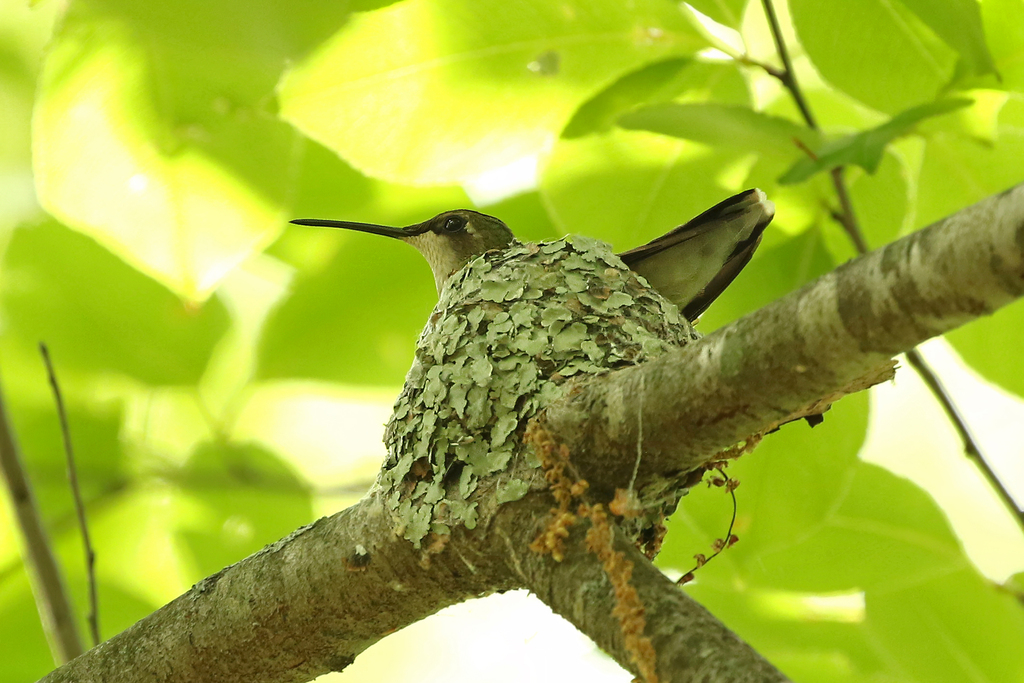 Ruby-throated Hummingbird from Roxbury, Boston, MA, USA on May 25, 2023 ...