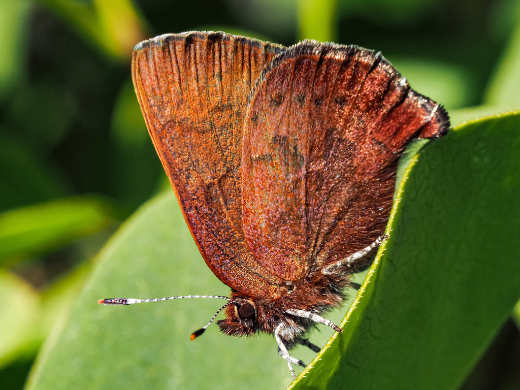 Western Brown Elfin from Cortes Island, Strathcona I (Cortes), BC, CA ...