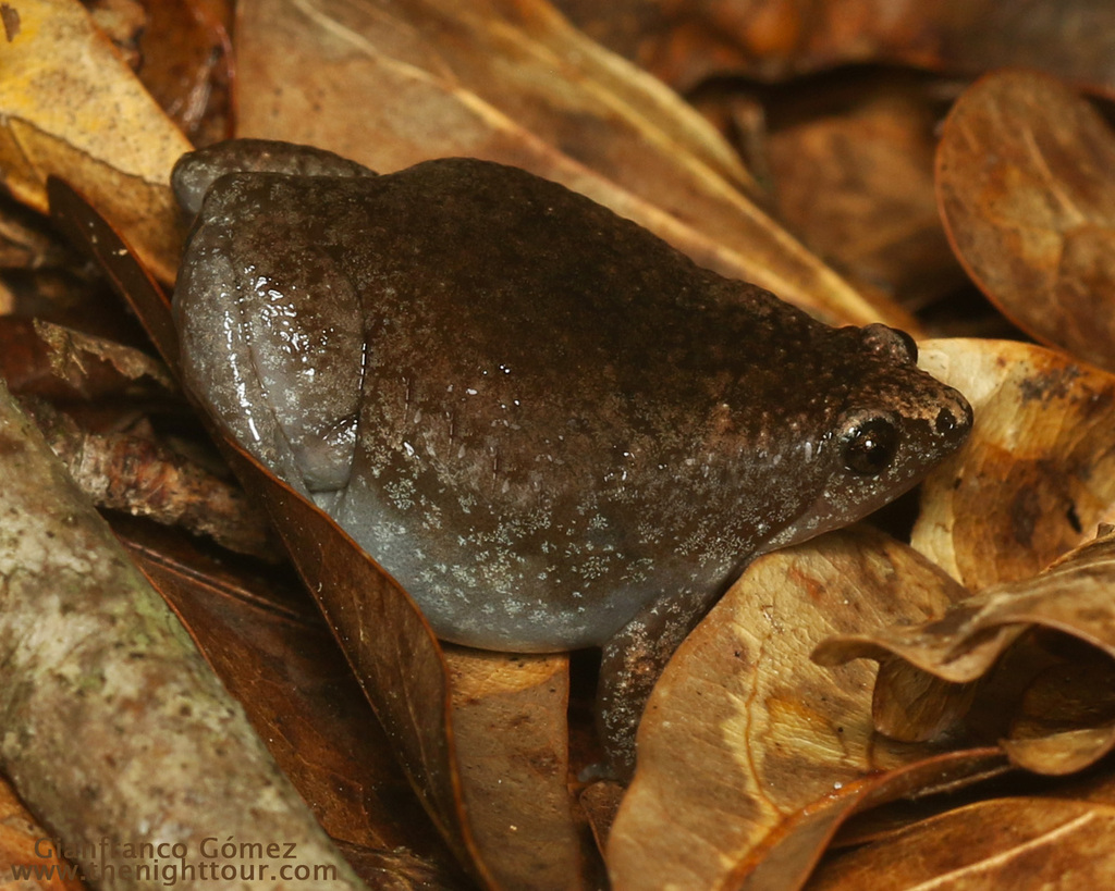 Eastern Narrow-mouthed Toad from Montgomery County, AL, USA on May 21 ...