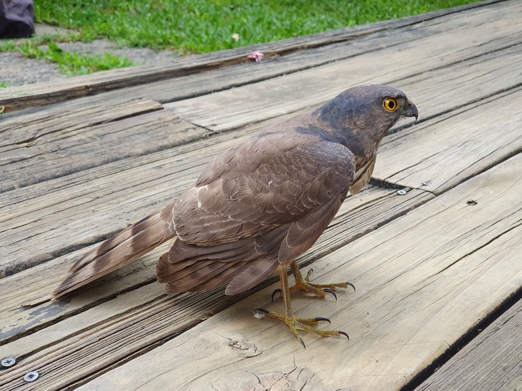 Besra from 351台灣苗栗縣頭份市興隆里 on May 26, 2023 at 06:16 AM by Annie Liao ...