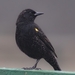 Yellow-winged Blackbird (Agelasticus thilius) · iNaturalist