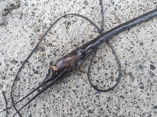 Polygon-spotted snipe eel (Nemichthys scolopaceus) · iNaturalist