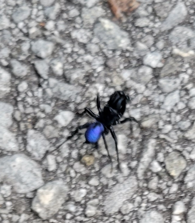 Sphodros abboti from Floral City, FL 34436, USA on May 21, 2023 at 06: ...