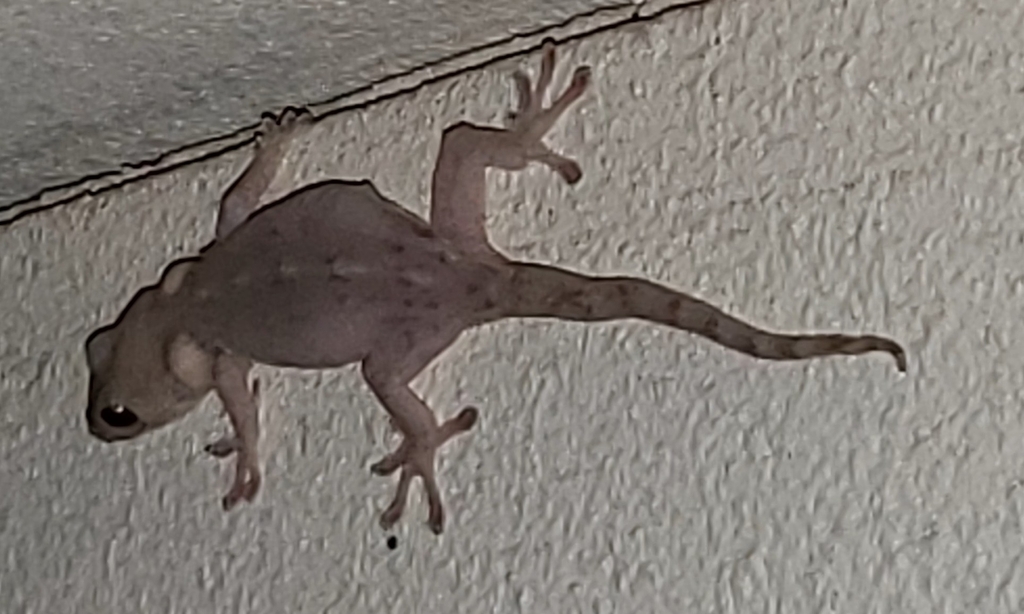 Japanese Giant Gecko in May 2023 by Aki · iNaturalist