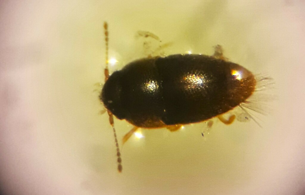 Feather-winged Beetles from 55870 Acolman, State of Mexico, Mexico on ...