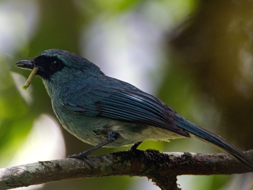Turquoise Flycatcher from Mt. Irid Summit on April 27, 2023 by Rowell ...